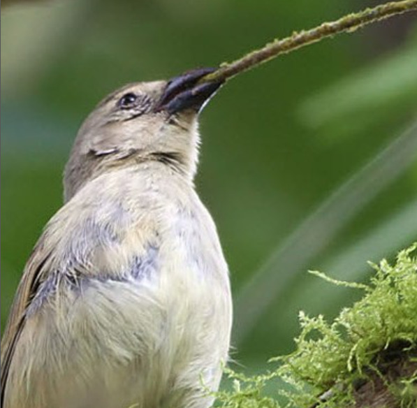 【キツツキフィンチの生態！】くちばしの特徴や生息地について等7個のポイント！ 世界の鳥の生態図鑑