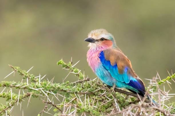 【ライラックニシブッポウソウの生態！】飼育方法や飼い方について等8個のポイント！ 世界の鳥の生態図鑑